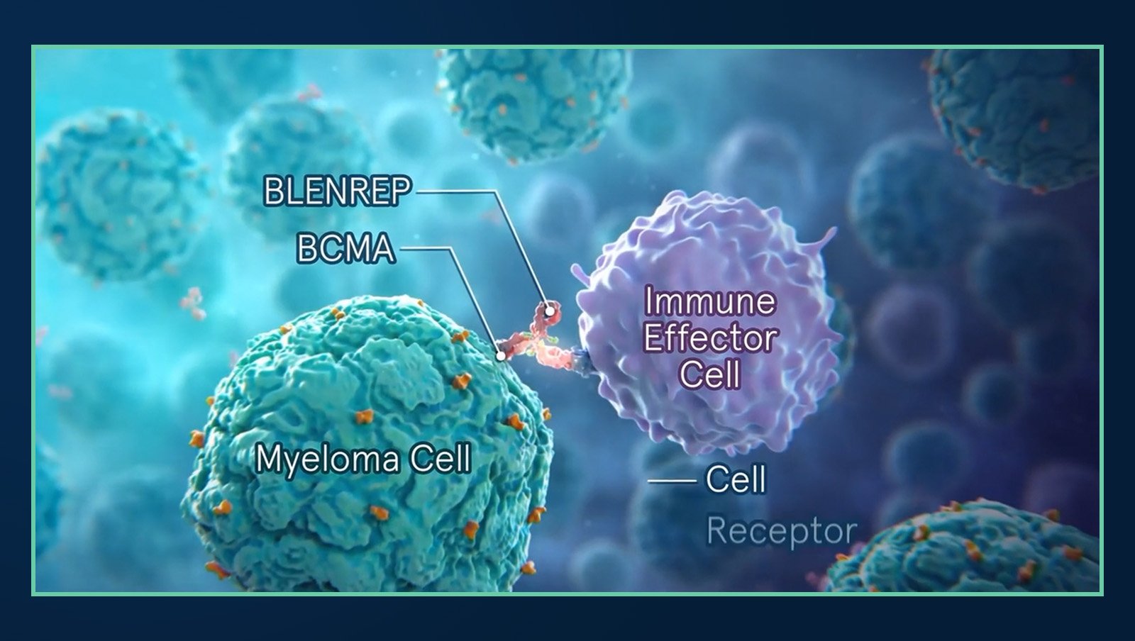 Mechanizm działania BLENREP (belantamab mafodytyna)